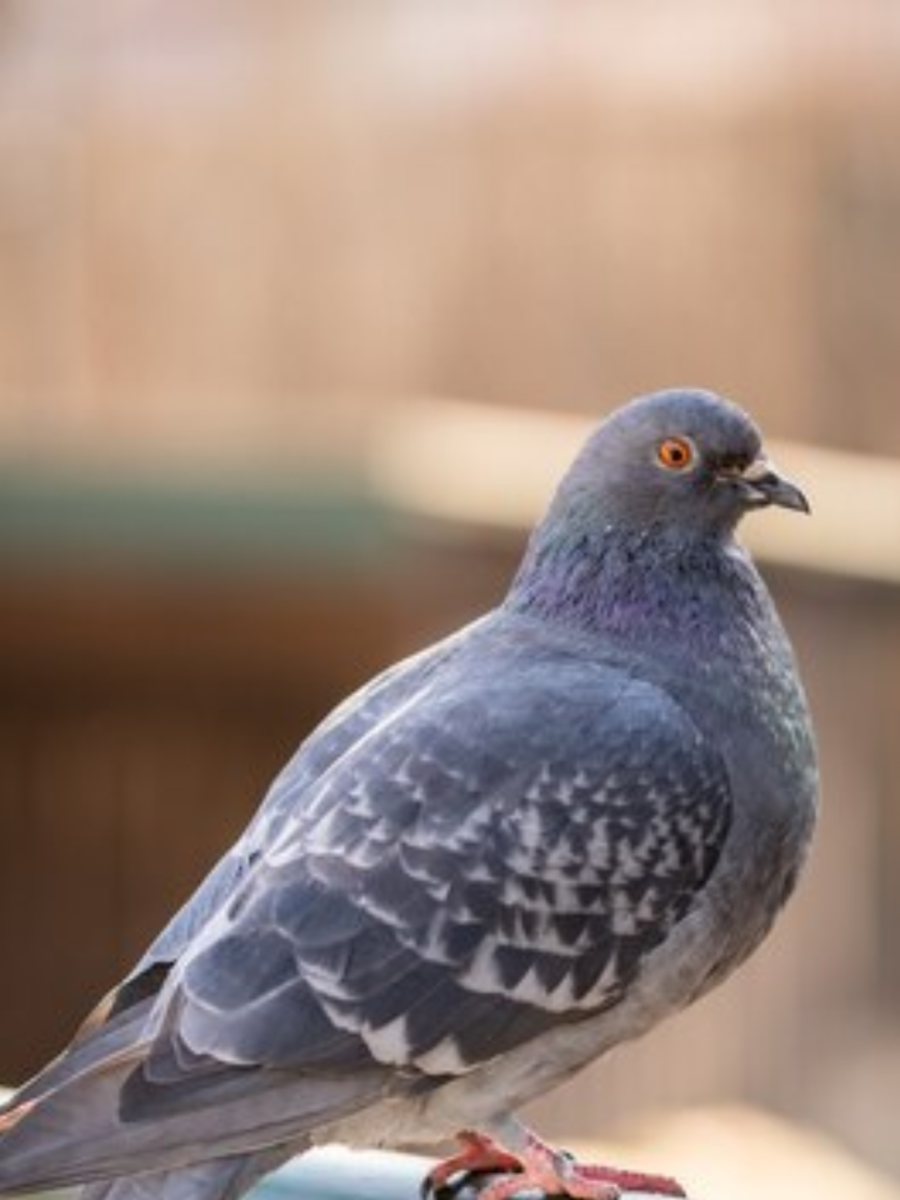 Tips and Tricks to Keep Pigeons Away | Times Now
