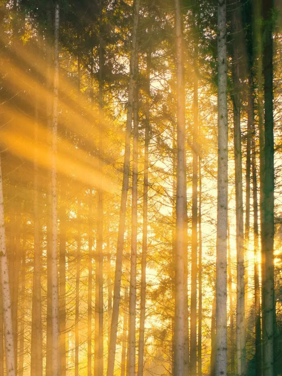 5 Daily Positive Affirmations to Repeat in the Morning for Success ...