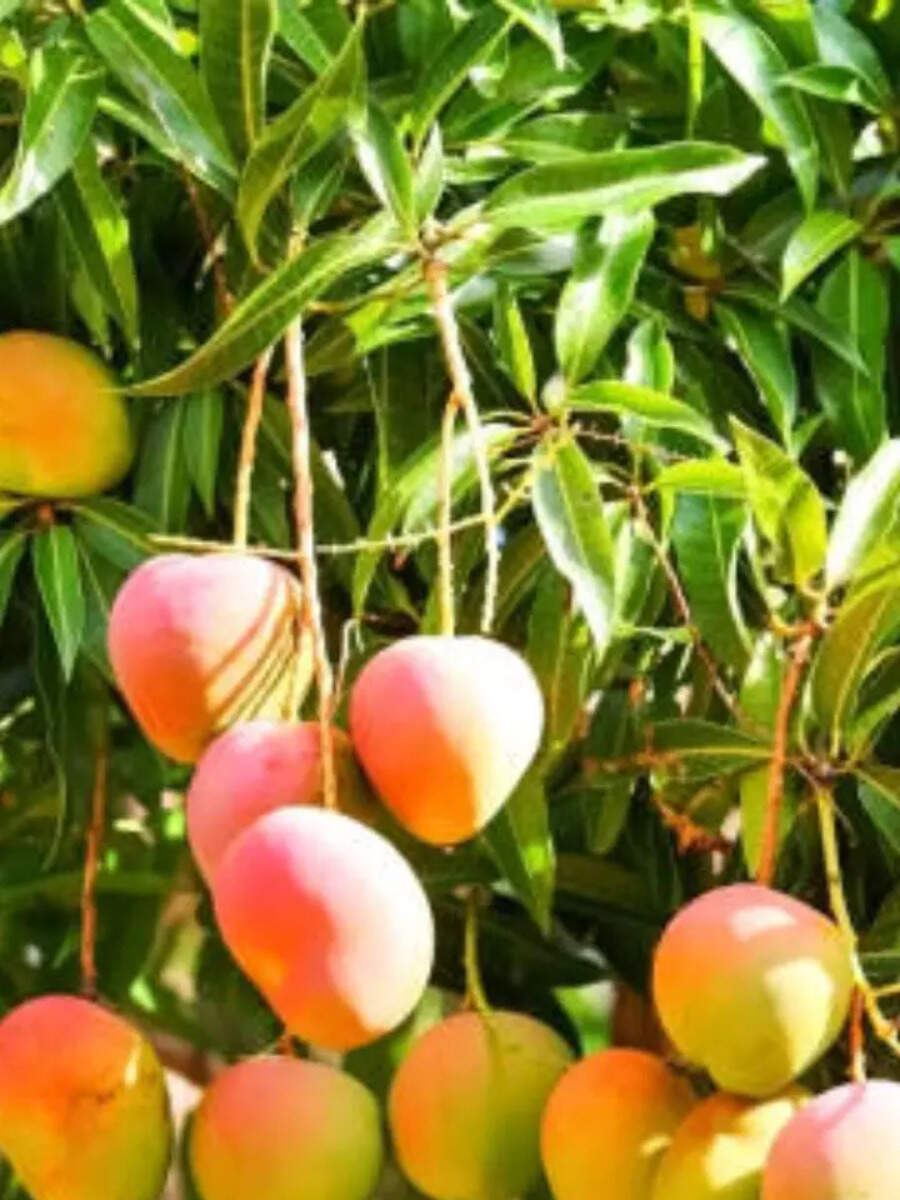 Mango Varieties: Mango Season Is Coming! Do You Know These 10 Varieties ...