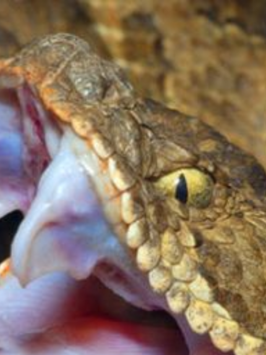 6 Medicines Made from Snake Venom | Times Now