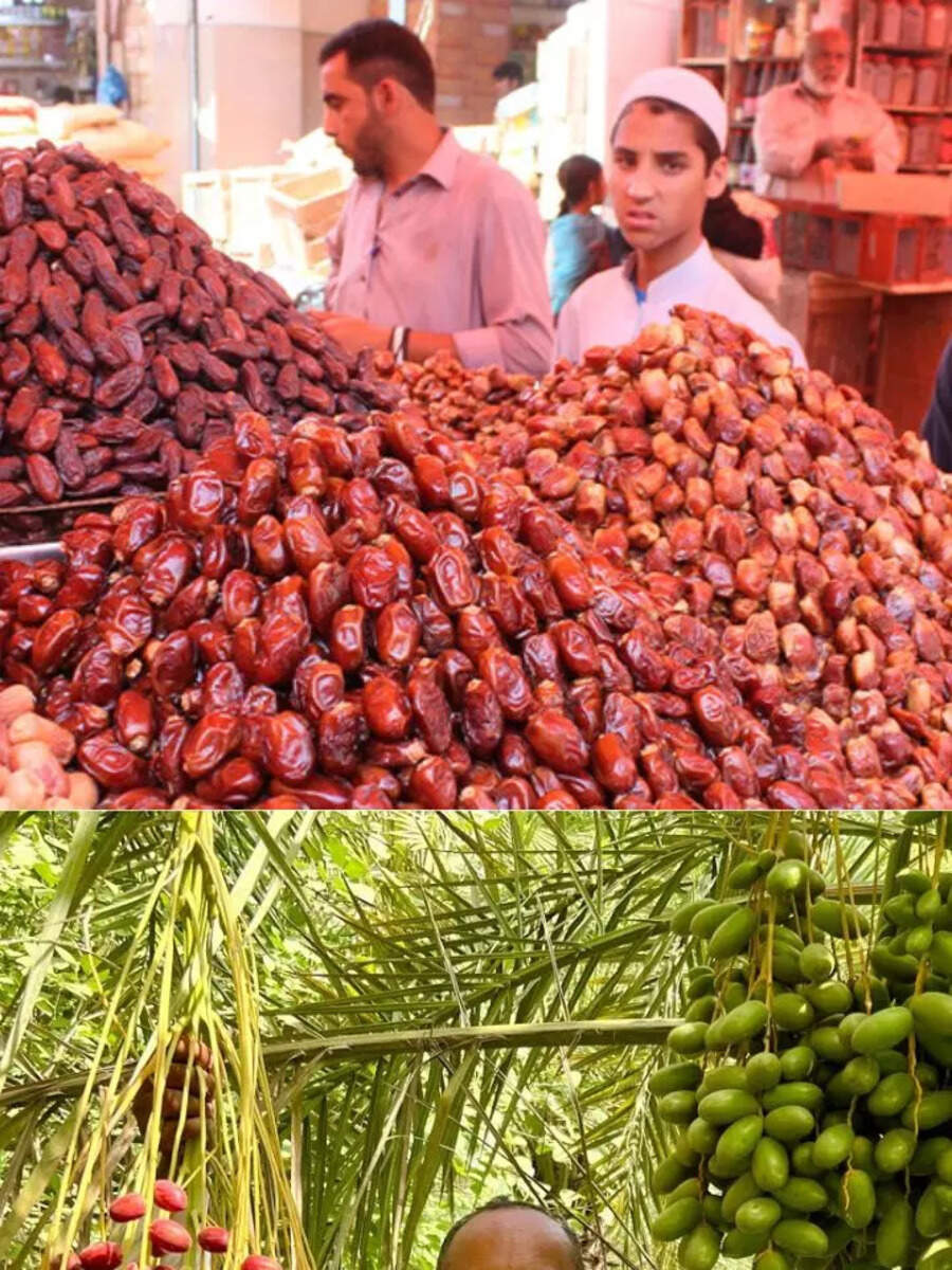 Dates Varieties In Pakistan, Dates Types In Pakistan, 1 Kg Dates Prices ...