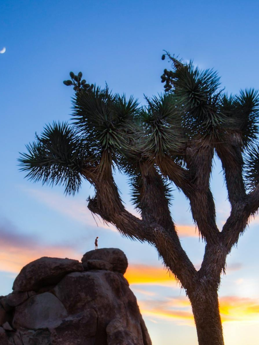 7 Plants That Survive in Deserts: Here's How, Date palm, Prickly pear ...