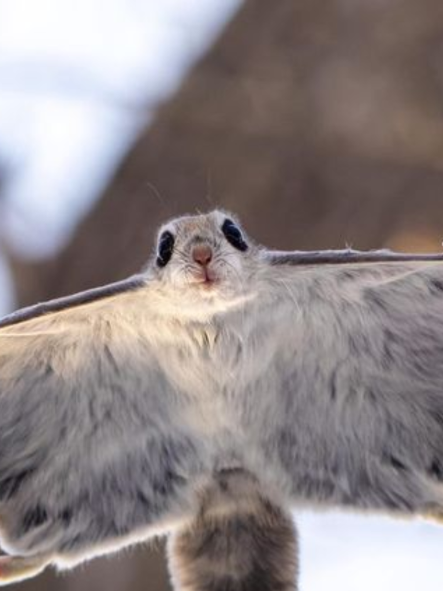 5 Fascinating Creatures That Live In Trees | Times Now