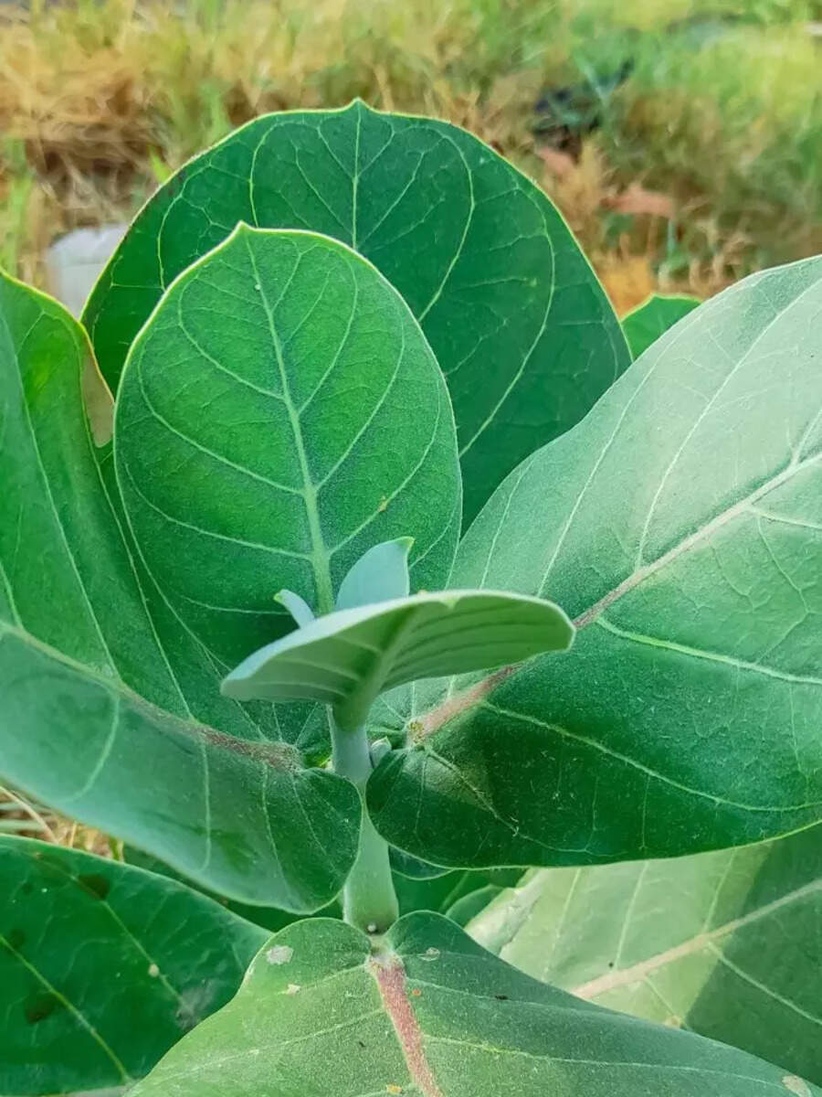 Health Benefits of Aak Leaves: aak leaves benefits, health benefits of ...