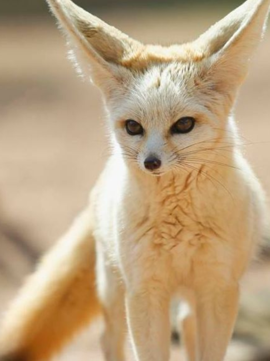 Animals That Can Handle Extreme Heat | Times Now