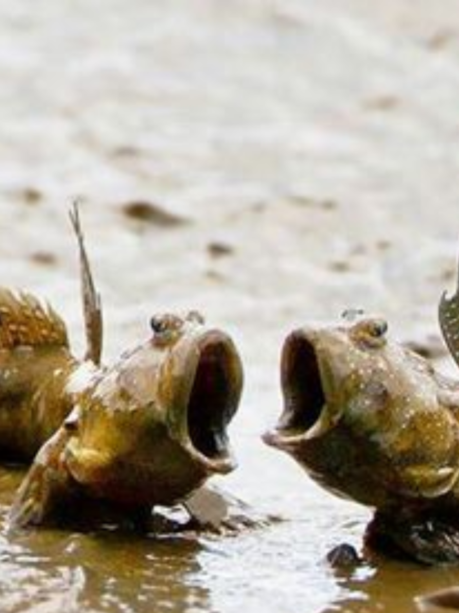 7 Animals That Live In Mud | Times Now