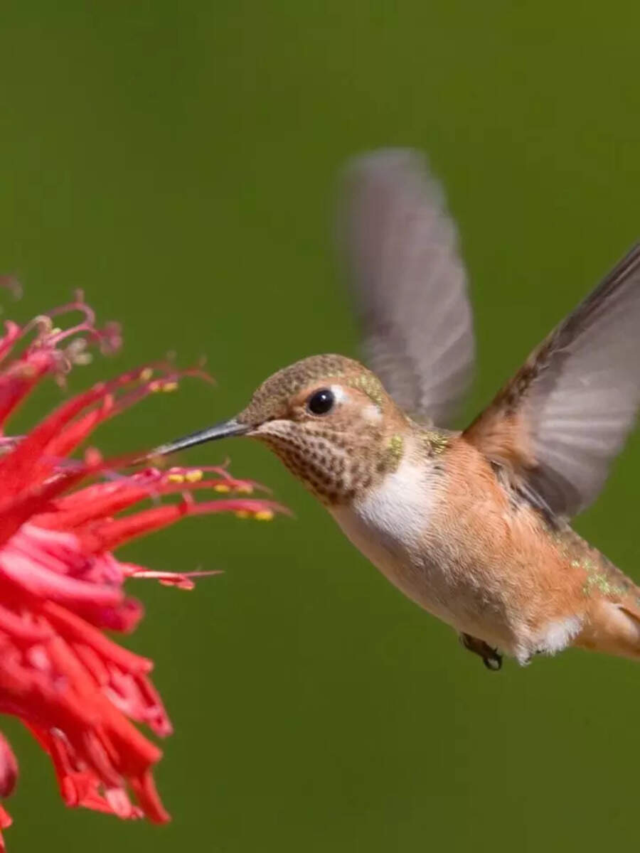 5 Smallest Birds In The World: Bee hummingbird, Esmeraldas Woodstar ...
