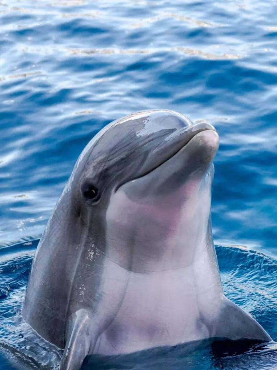 5 Mammals Which You Thought Were Fishes: Whales, dolphins, porpoises ...