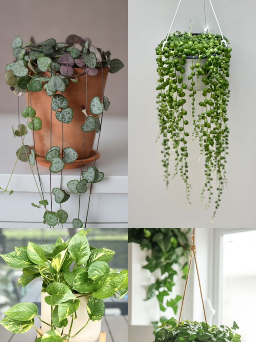10 Hanging Plants That Attract Positive Energy | Times Now