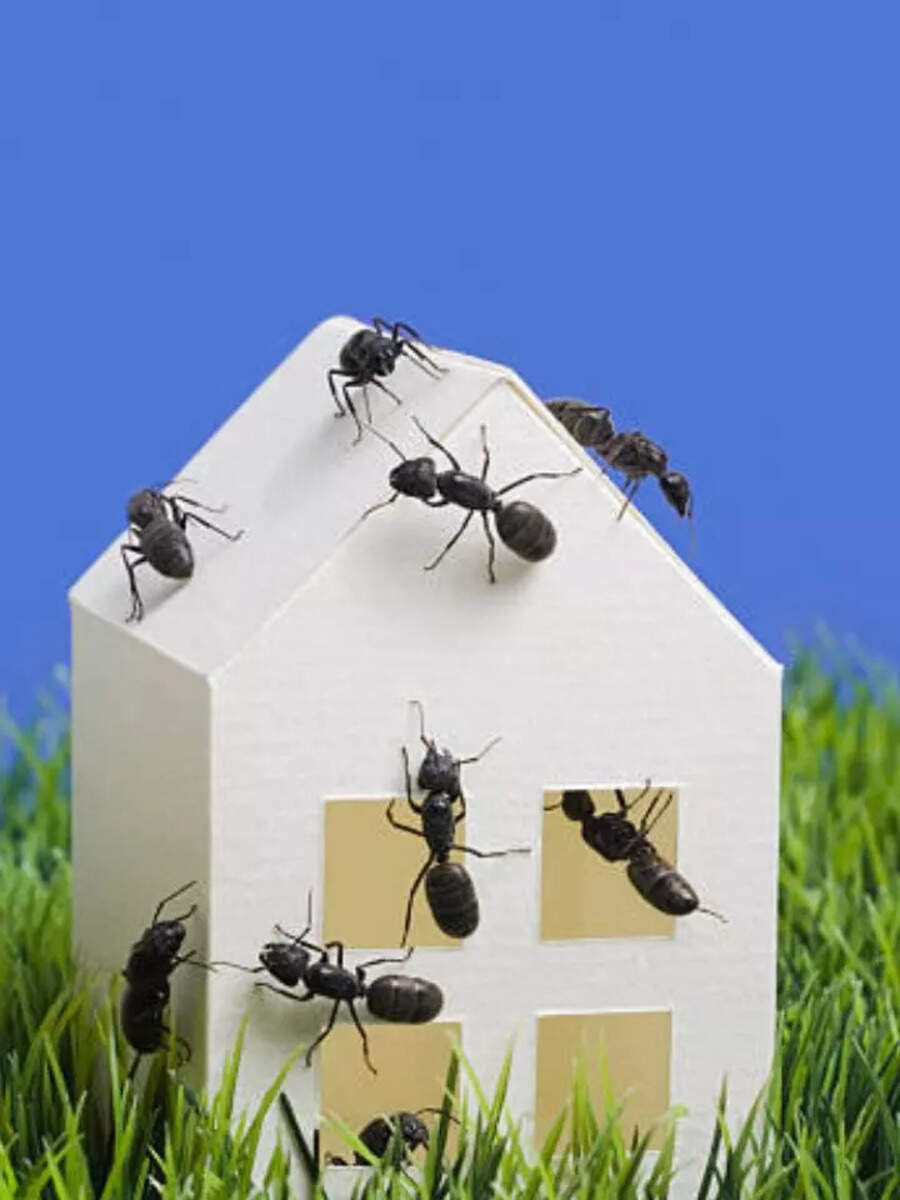 Ants Problem In House Use These Tips For Solution | Times Now Navbharat