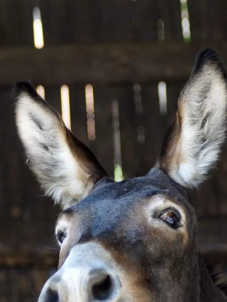 5 Animals Comparison With Whom is Downright Insulting | Times Now
