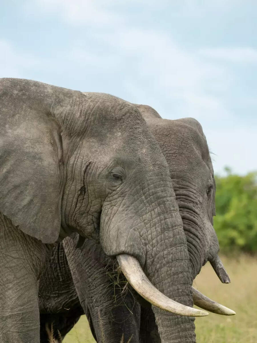 5 Forgotten Human Values We Can Relearn, From Animals | Times Now