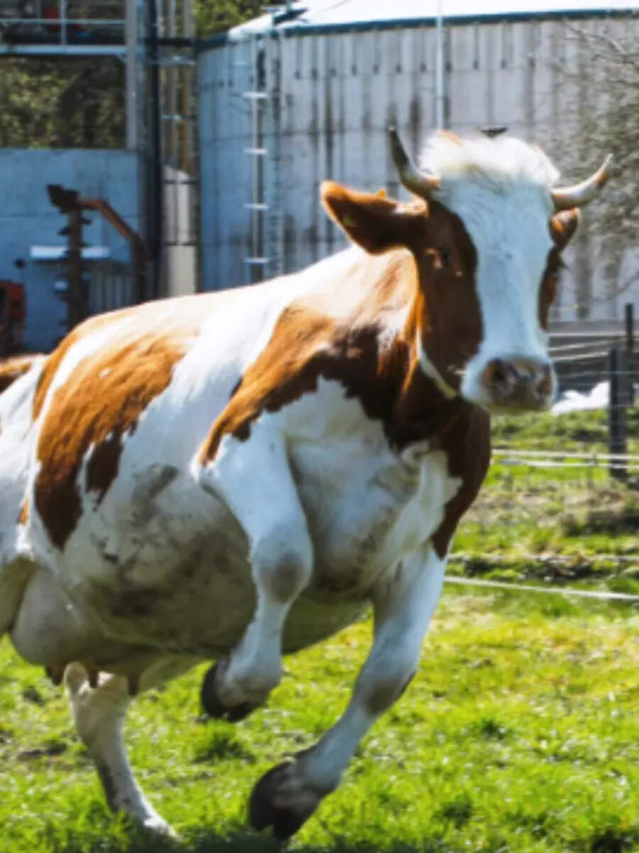 What is Fastest Speed Gestation Period and lifespan of cattle | Times ...