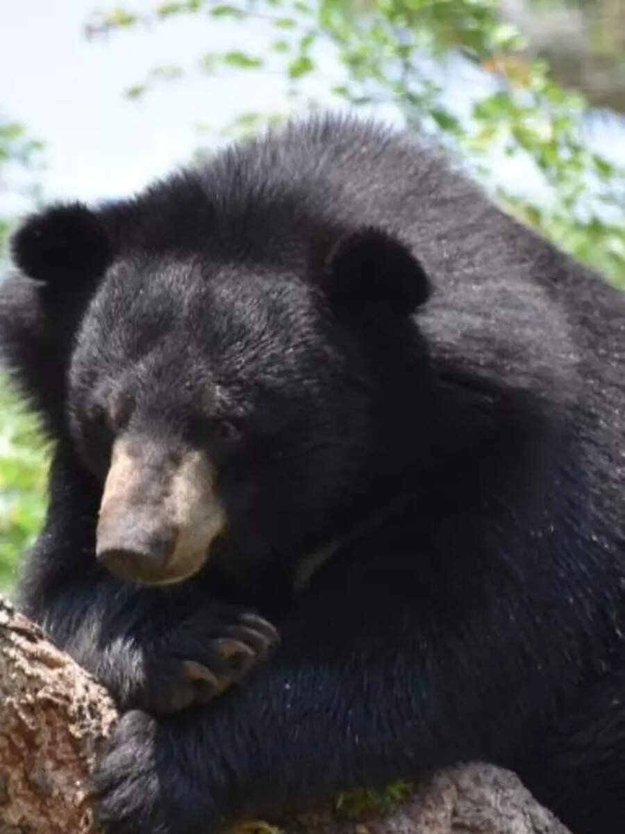 5 Bear Species Found in India | Times Now