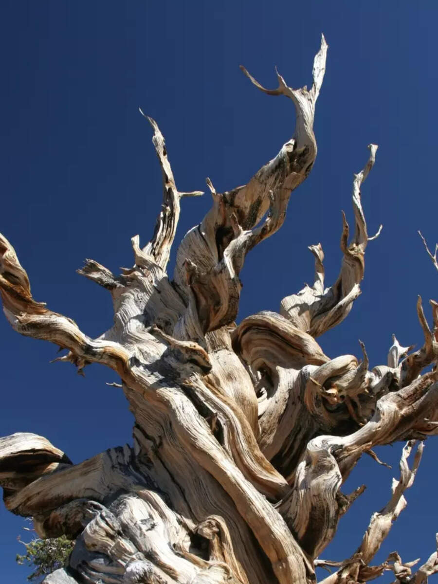 Methuselah, World’s Oldest Tree at 4,855 Years Old | Times Now