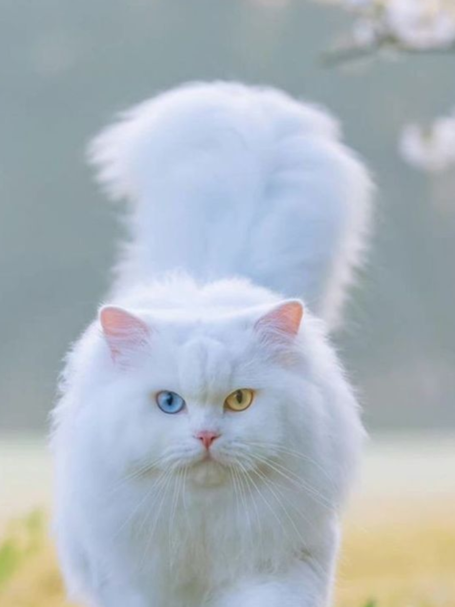 Meet the Most Adorably Fluffy Animals | Times Now