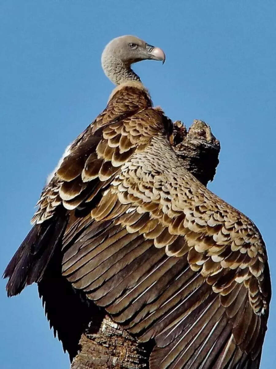 Ruppell's Griffon Vulture: Highest-Flying Bird That Outsoared Planes ...