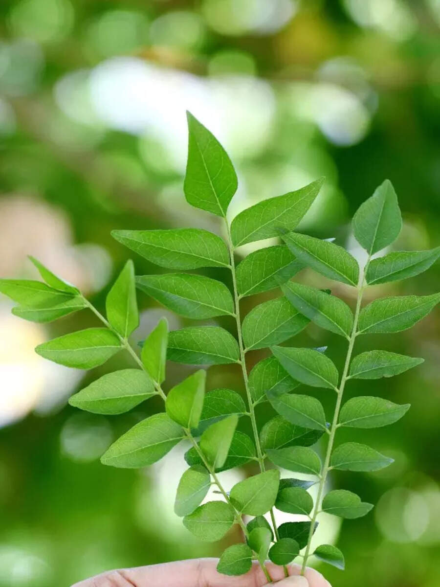 9 Leaves That Can Help In Managing Your Blood Sugar Levels | Times Now