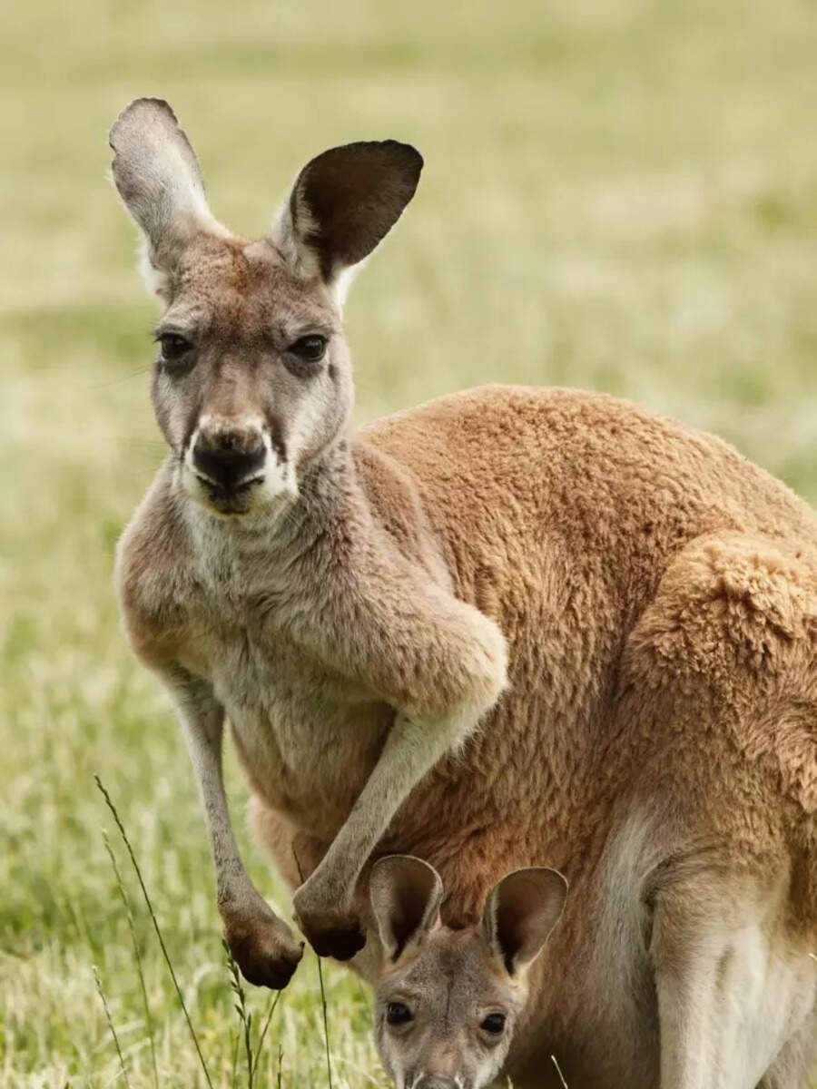 5 Animals and What Their Babies are Called | Times Now