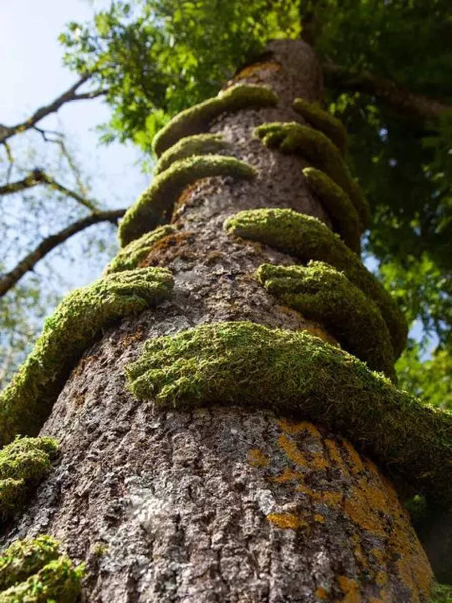 Healing With The Energy Of Trees | Times Now
