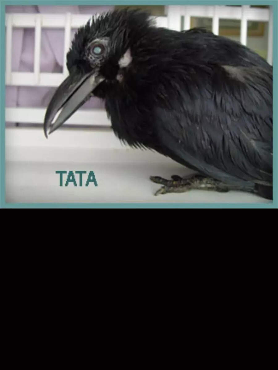 Tata: Oldest Crow Ever That Lived to be 59 Years Old | Times Now