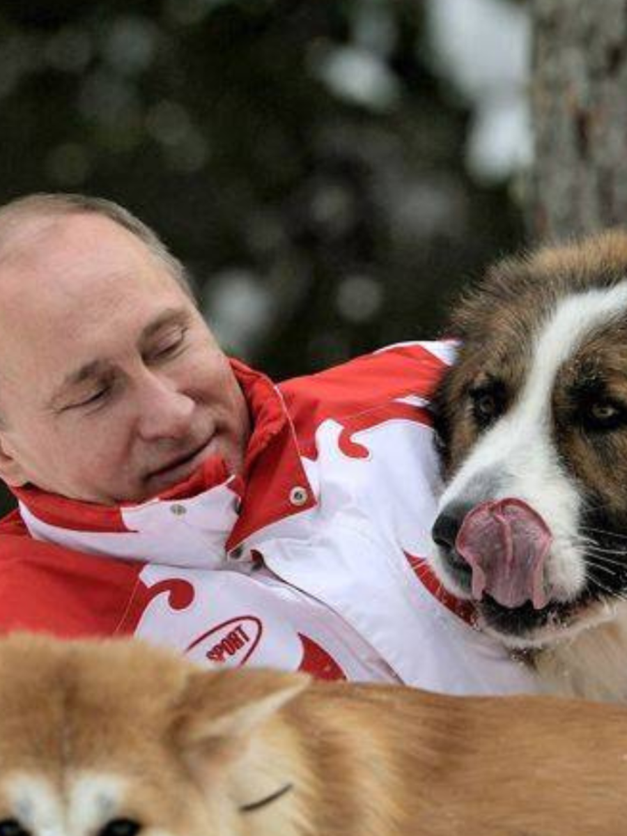 Putin's Furry Friends: Russian Leader And His Beloved Pet Dogs | Times Now