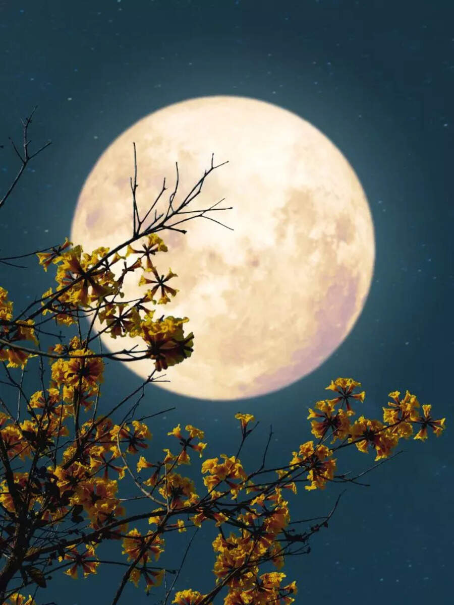 Why Earth Has Only One Moon Unlike Other Planets? Explained | Times Now