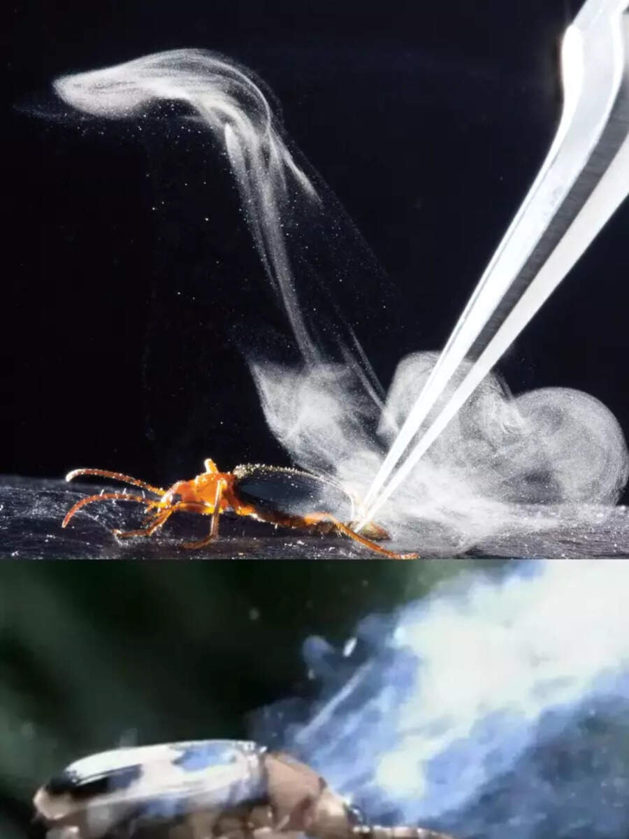 Bombardier Beetle: Insect That Fires Boiling Chemicals at Predators ...