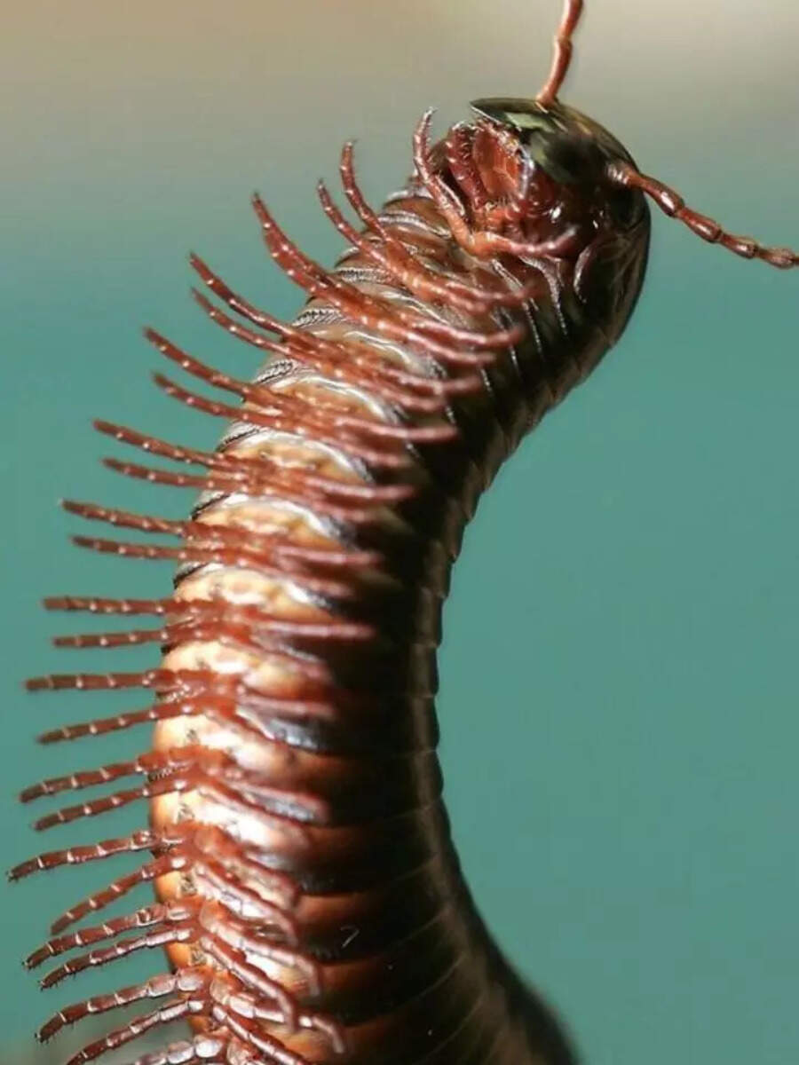 Meet Animals with More Than 8 Legs | Times Now