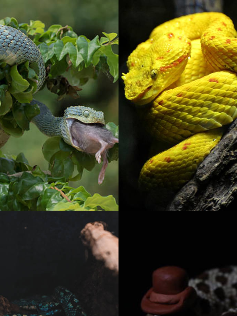 Deadly But Beautiful: Most Venomous Snakes In The World | Times Now