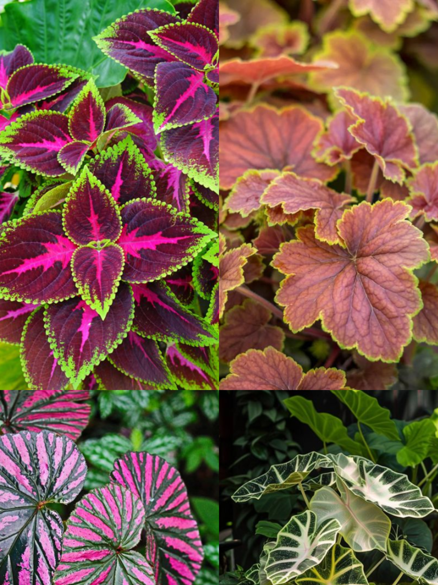 10 Flowering Plants With Colourful Foliage | Times Now