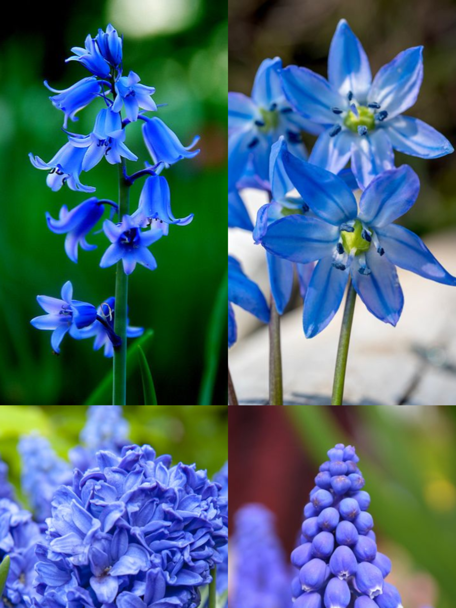 10 Blue Flowering Bulbs To Grow In Your Balcony | Times Now