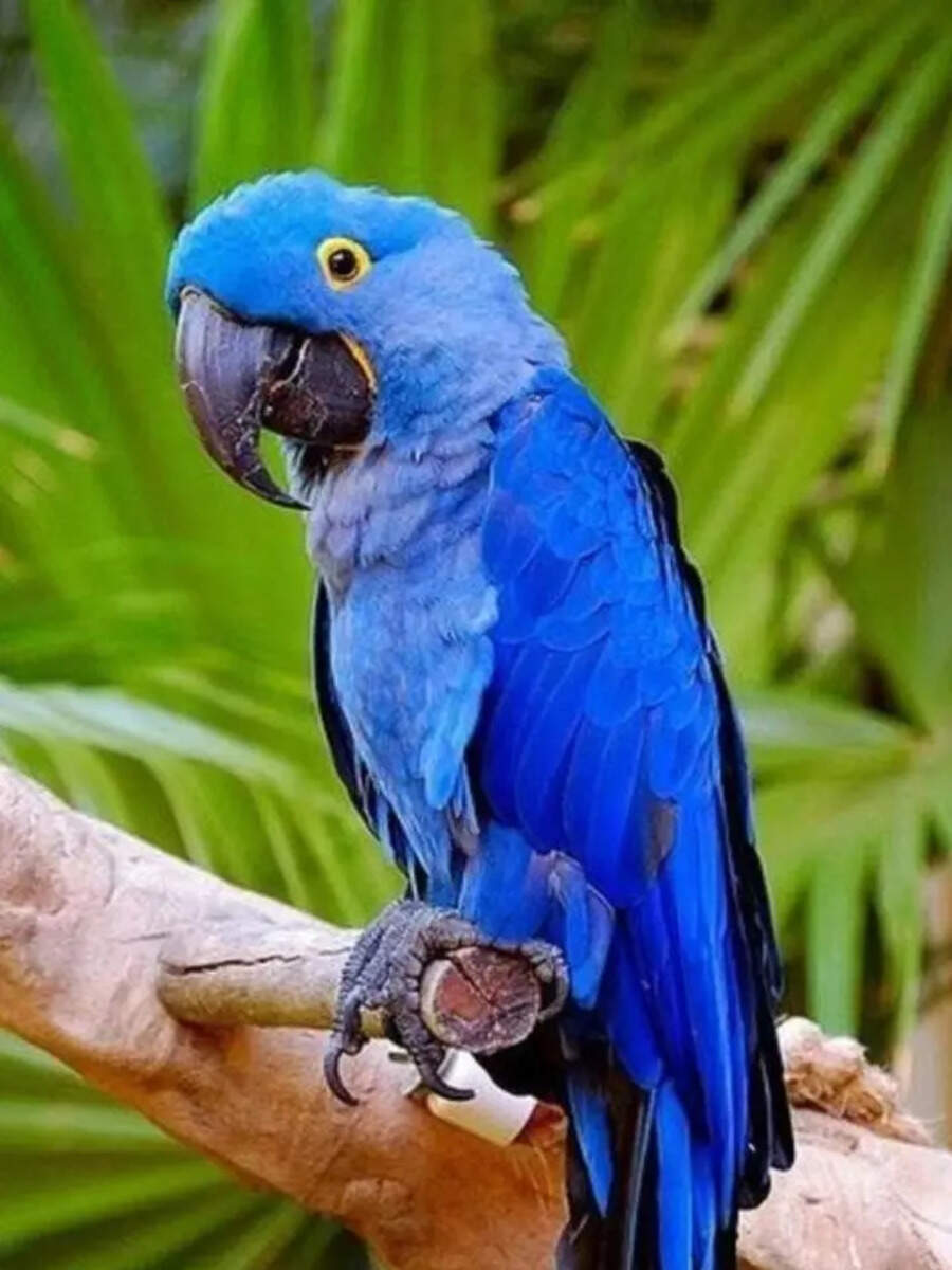 6 Most Beautiful Parrots Species | Times Now