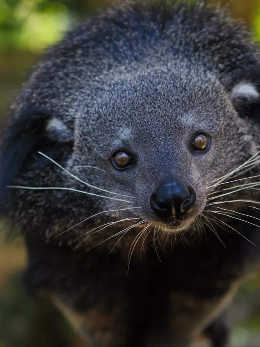 5 Native Animals of India You Have Probably Never Seen | Times Now