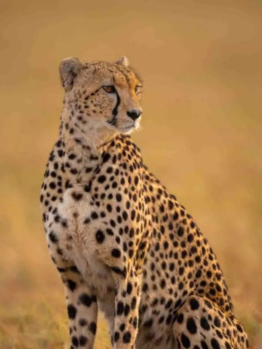 Top 5 Fastest Animals on Earth | Times Now