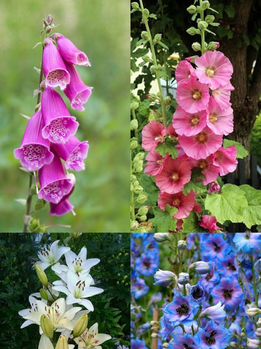 10 Tall Flowering Plants For Vertical Space In Your Garden | Times Now