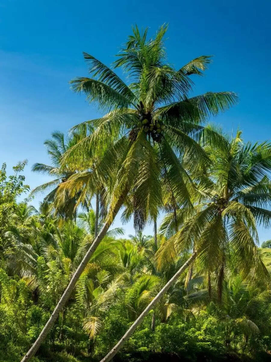 Best Monsoon Destinations To Visit In Kochi | Times Now Tamil