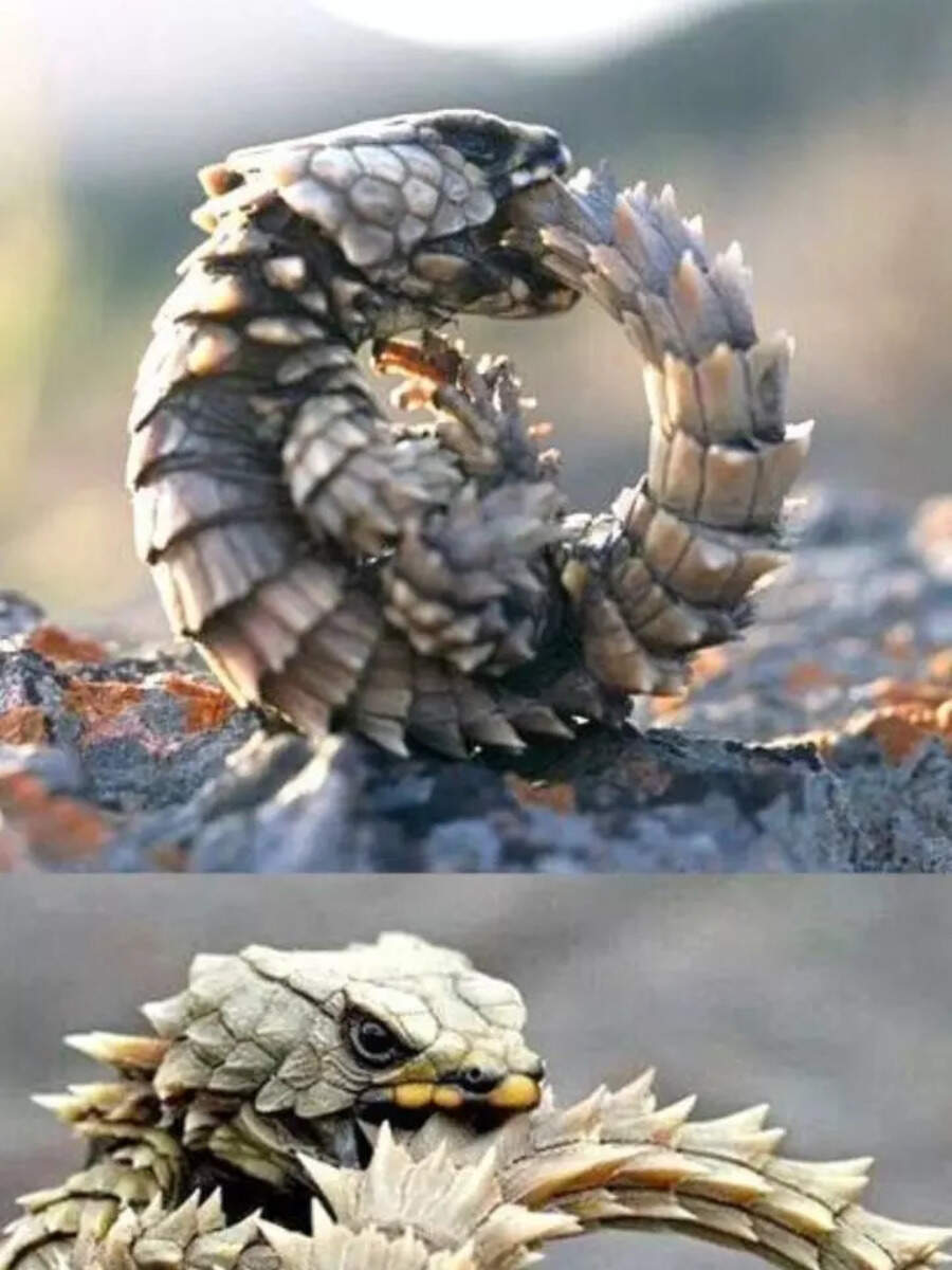 6 Super Weird Lizards From Around the World | Times Now