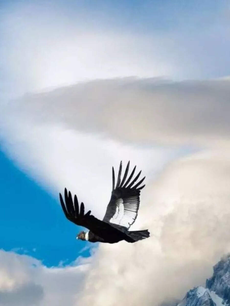 6 Birds With Largest Wings | Times Now