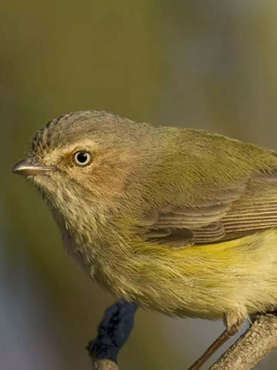 6 Smallest Birds on Earth | Times Now