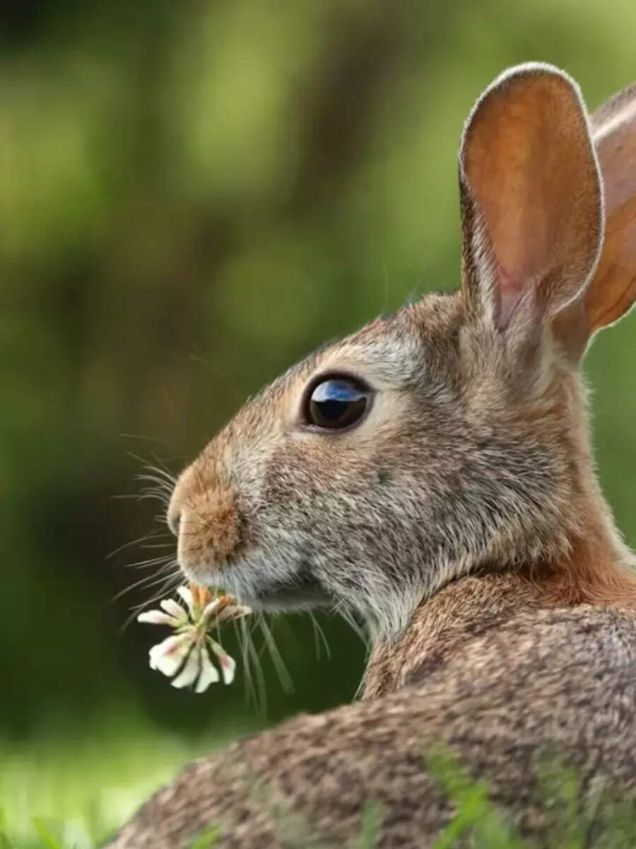 Animals That Have Most Babies In One Go: Rabbit, African Clawed Frog ...