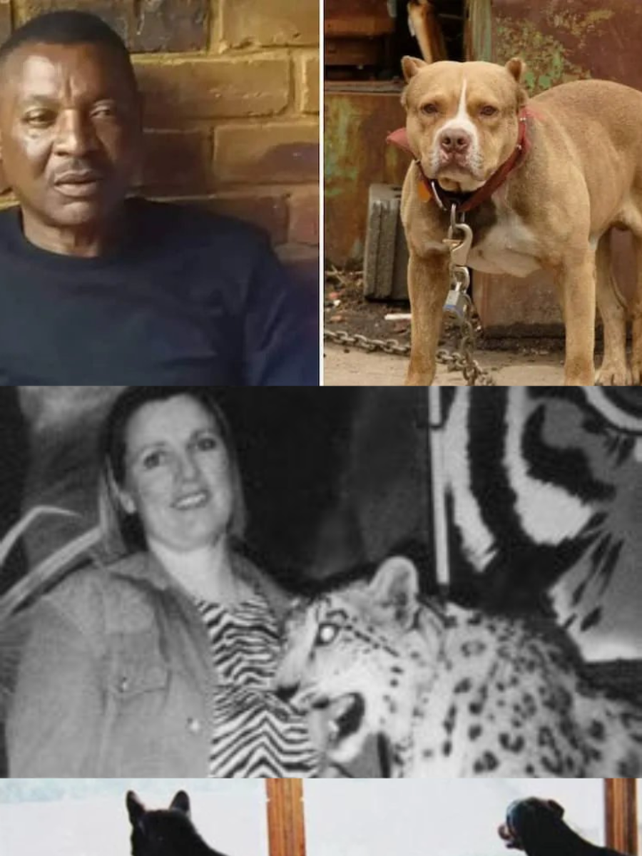 Pet Attacks Owner: 7 Times When 'Loyalty' Turned 'Deadly', Pet Attacks ...