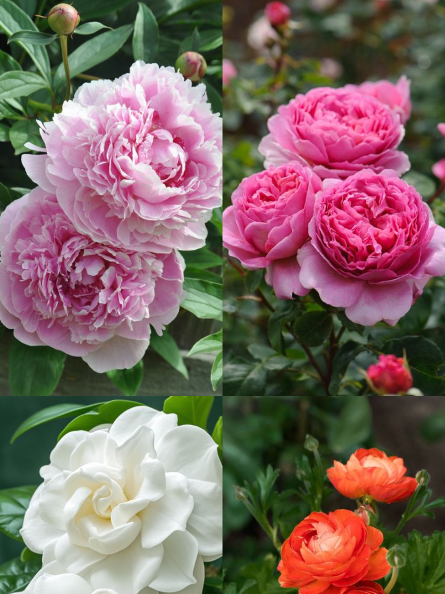 10 Beautiful Flowers That Look Like Roses | Times Now