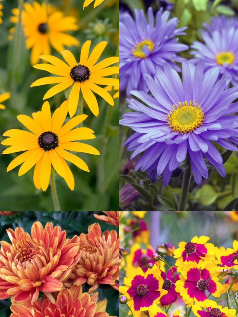 10 Beautiful Flowers That Look Like Daisies | Times Now