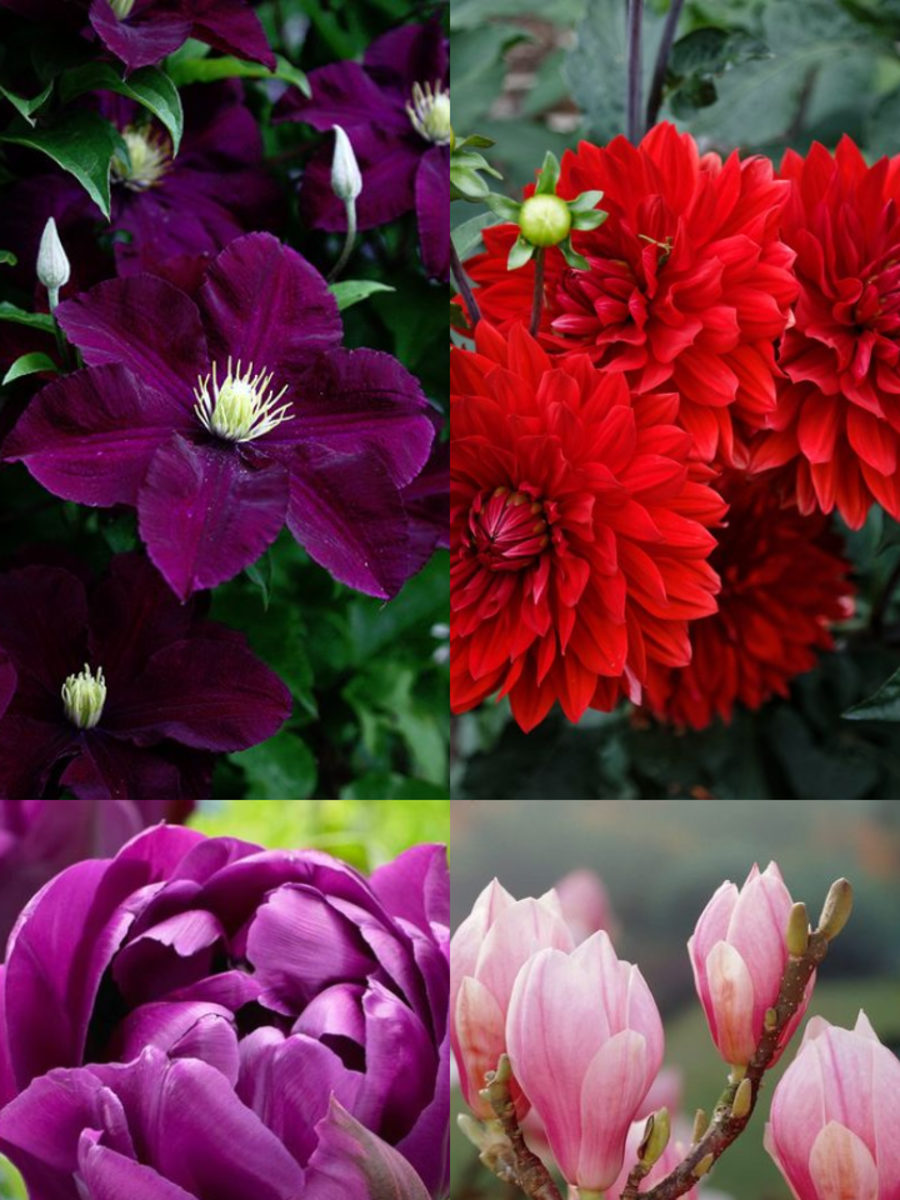 Flowers Like Lotus: Top 10 Beautiful Flowers That Look Like Lotus ...
