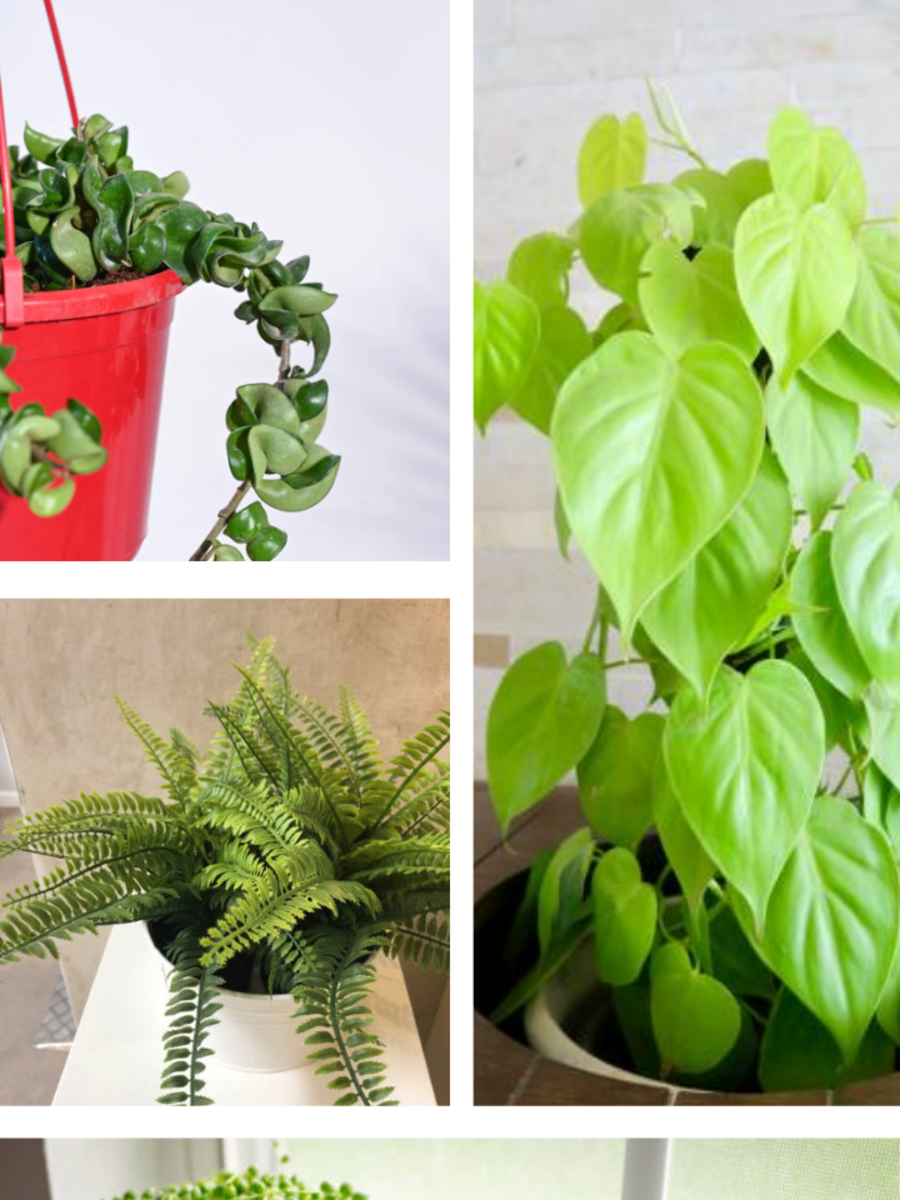 7 Common Hanging Plants and Their Scientific Names: NEET 2025 | Times Now