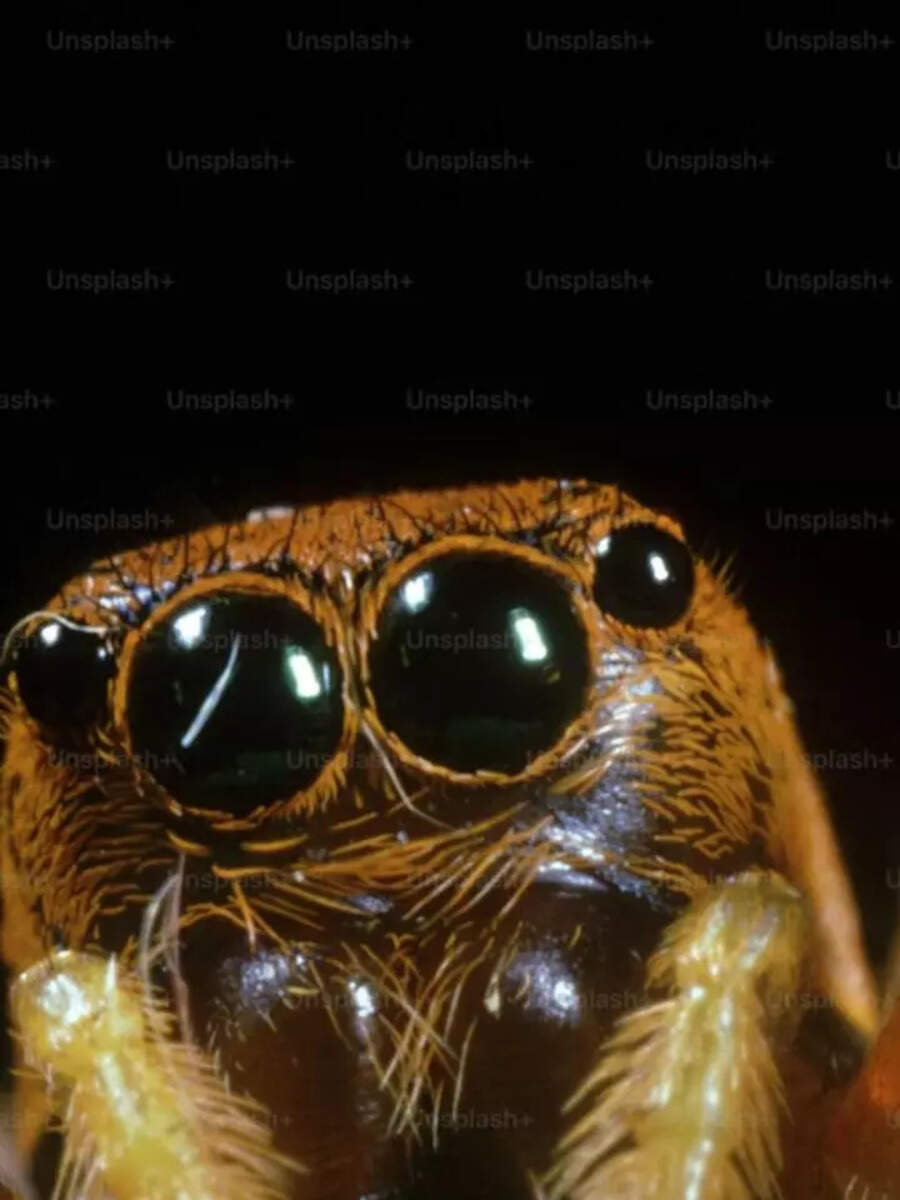 5 Animals whose blood is not red: gnawers animals, gnawers, sediments ...