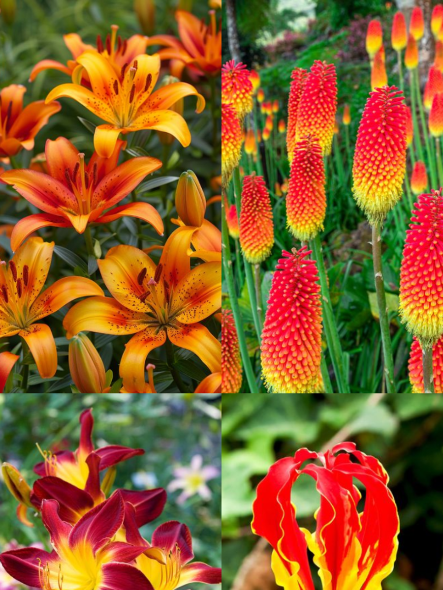 10 Beautiful Flowers That Look Like Fire | Times Now