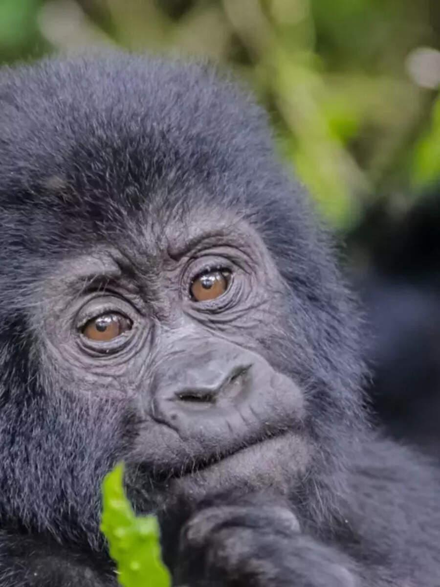 5 Most Intelligent Animals | Times Now