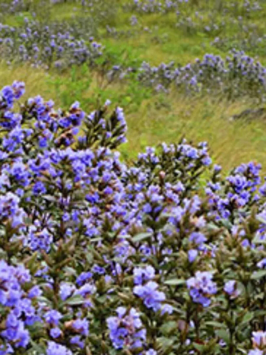 Kerala’s Hills Turn Blue as Neelakurinji Flowers Bloom Again: How to ...